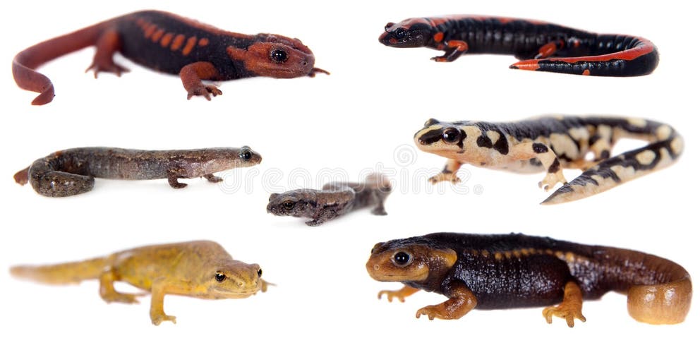 569 Gnuts Salamanders Stock Photos - Free & Royalty-Free Stock Photos ...