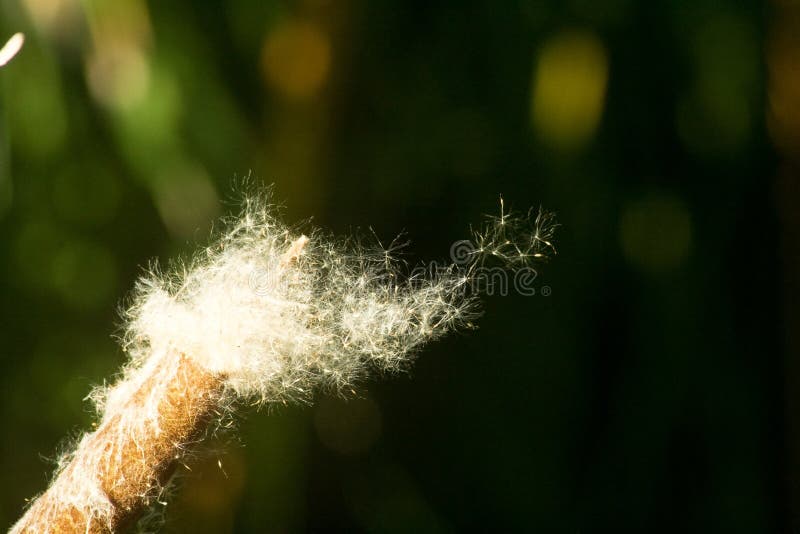 Typha Capensis Stock Photos - Free & Royalty-Free Stock Photos from ...