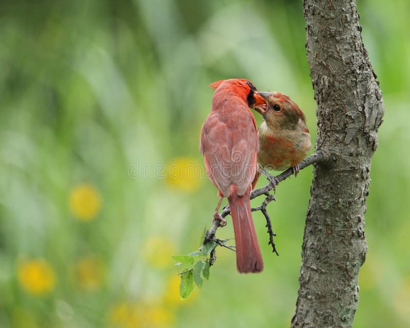 Cardinal Parent Stock Photos - Free & Royalty-Free Stock Photos from ...