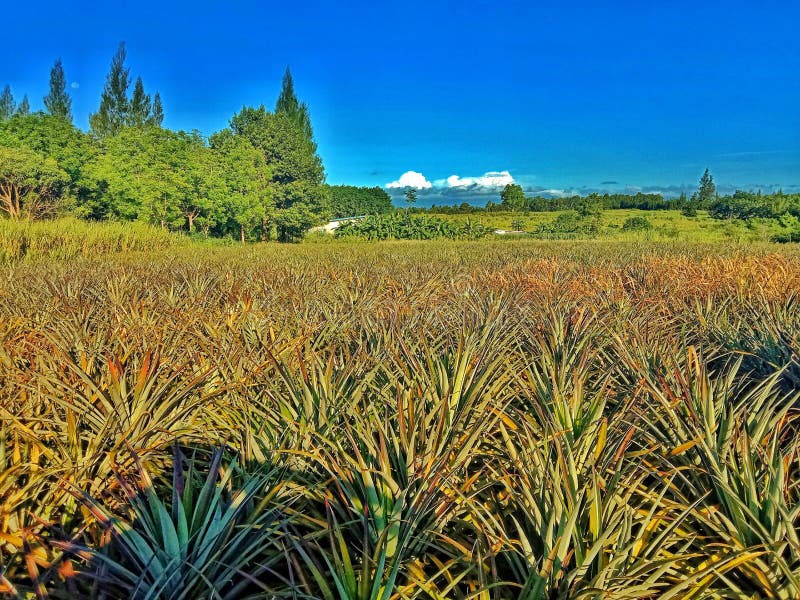 Pineapple farm stock image. Image of harvested, soil - 288825813