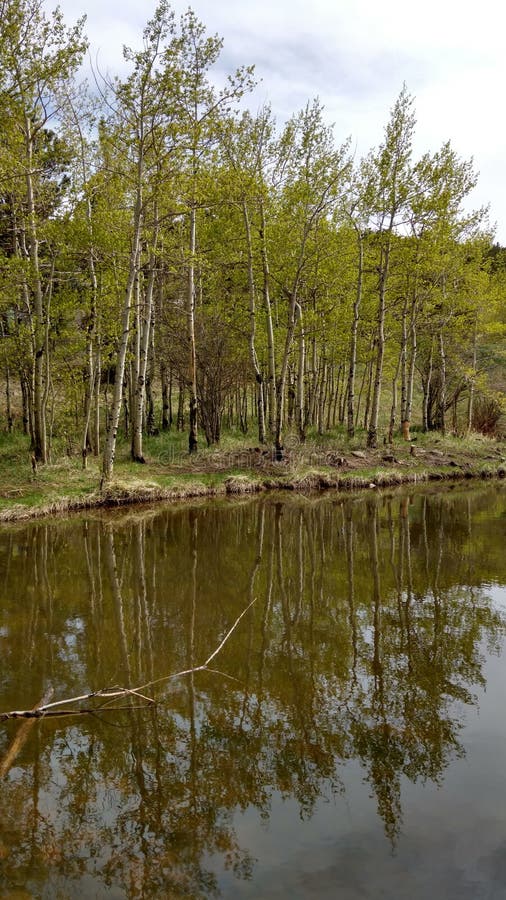 Next to the river stock image. Image of bank, river, trees - 92674605