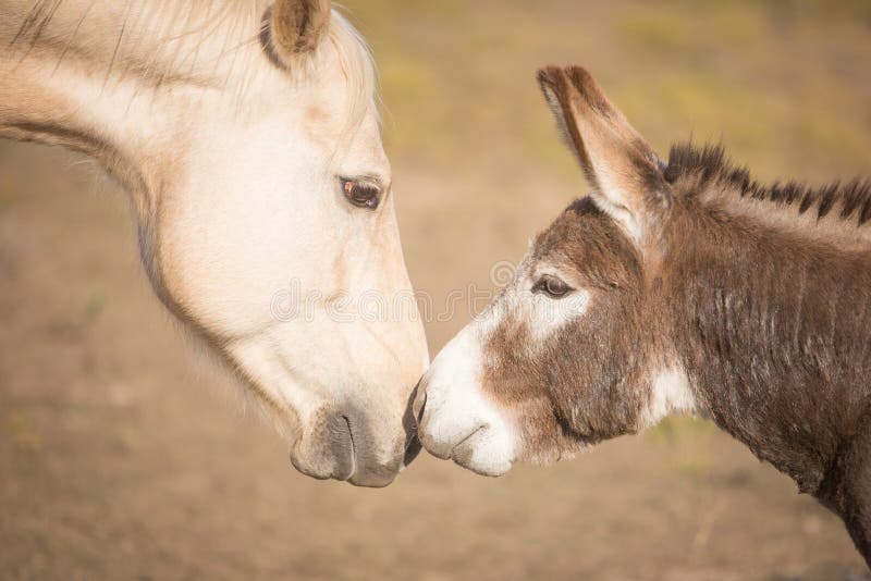 Nez De Contact De Cheval Et D'âne Image stock - Image du pays ...