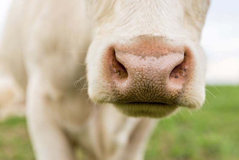 Nez de la vache blanche image stock. Image du affermage - 71320205