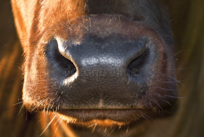 Nez de vache photo stock. Image of boeuf, campagne, visage - 25828832