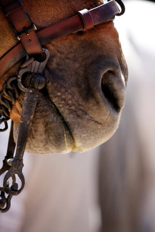 522 Photos de Bouche Et Nez De Cheval - Photos de stock gratuites et ...