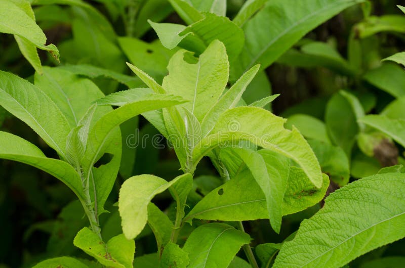 Ngai Camphor Tree, Green Leaves Isolated on White Background Stock ...