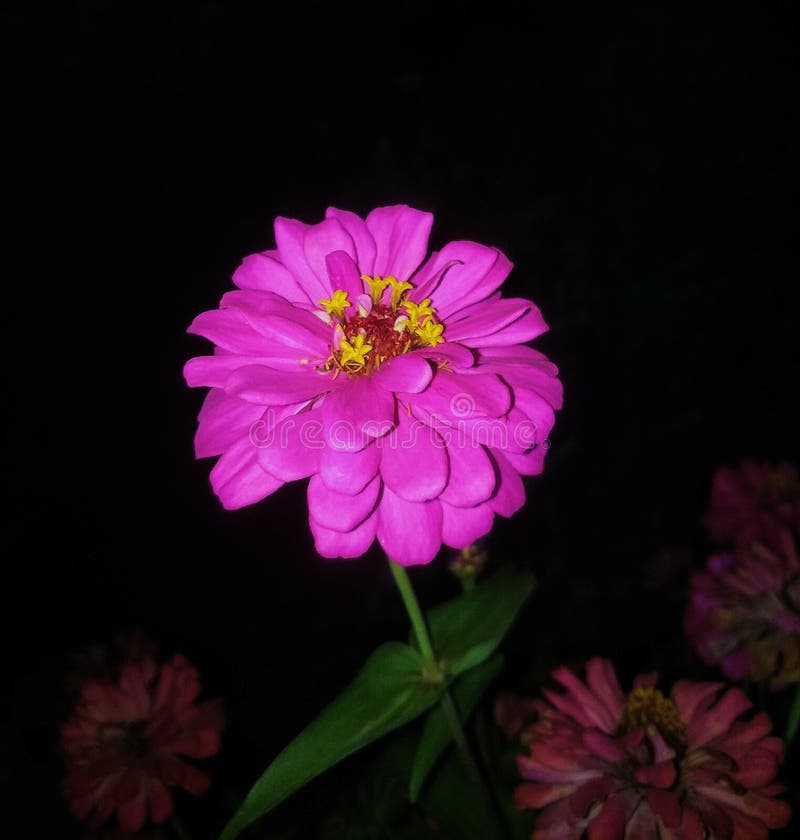 Kakatus Stock Photos - Free & Royalty-Free Stock Photos from Dreamstime