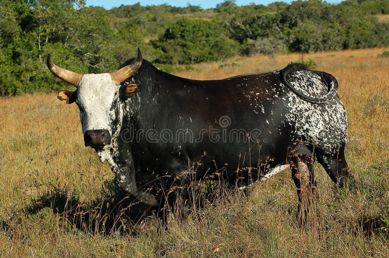 Nguni Bull stock photo. Image of unique, taurus, people - 35247102