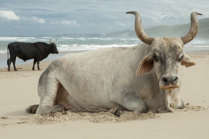 Nguni Bulls on East Coast Beach Stock Photo - Image of nguni, animal ...