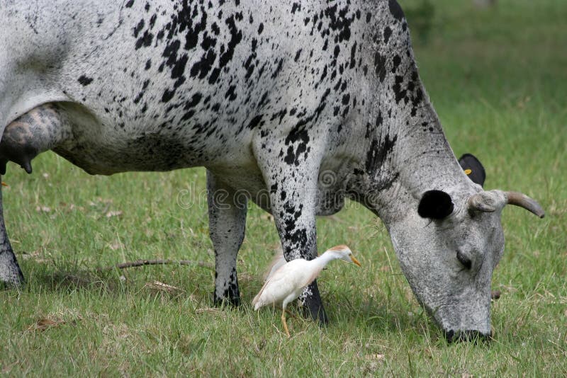 Nguni Cattle Cow and Tick Bird Stock Image - Image of speckled, dairy ...