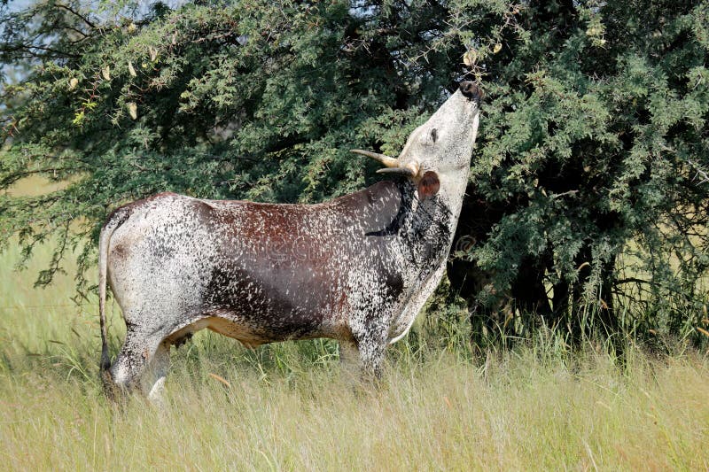 Nguni Cow - Indigenous Cattle Breed of South Africa - with a Small Calf ...