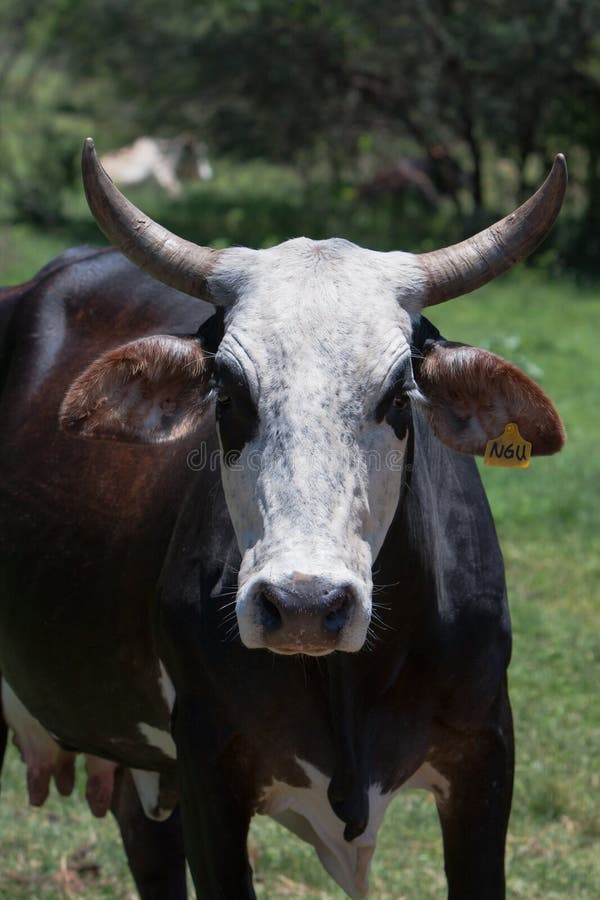 Nguni Cow - 2014-01-12 stock image. Image of bride, meat - 36666297