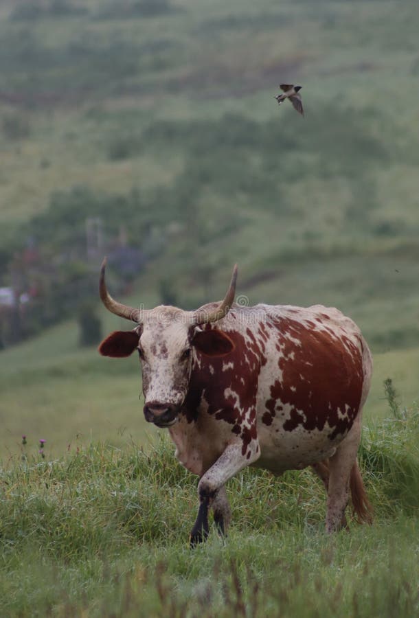 Nguni Cow Walking in a Field with Sparrow. Stock Photo - Image of ...