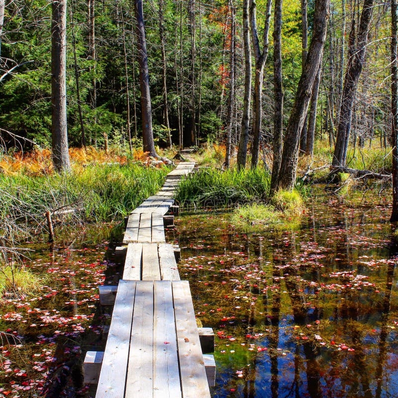 NH Bog stock image. Image of plymouth, hampshire - 96344755