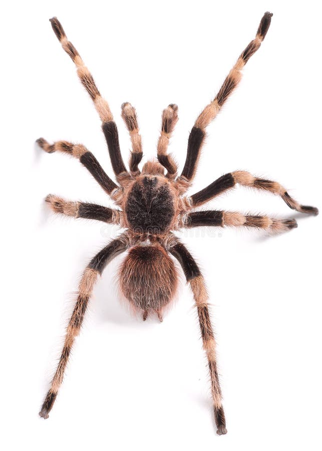 Tarantula top view stock photo. Image of high, view, spider - 23367242