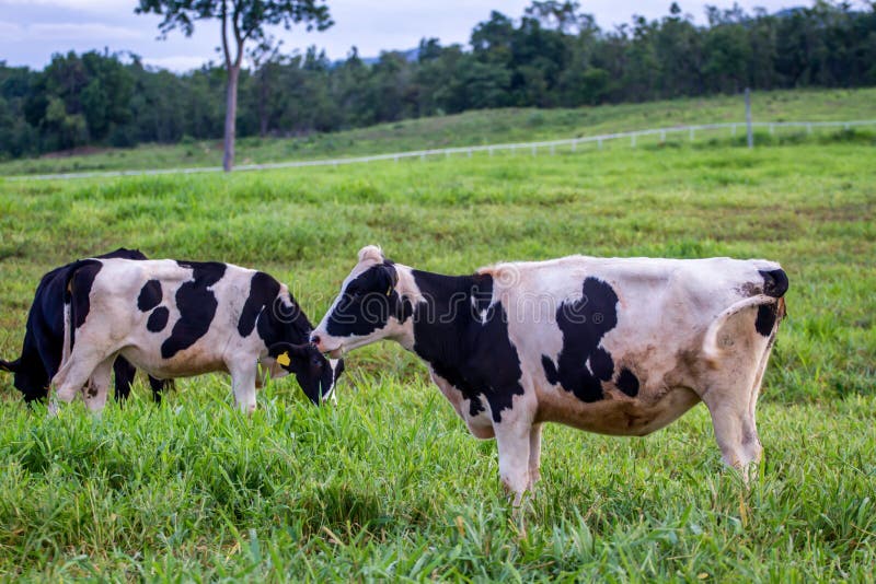 Cows on a green field stock image. Image of field, agri - 256784307