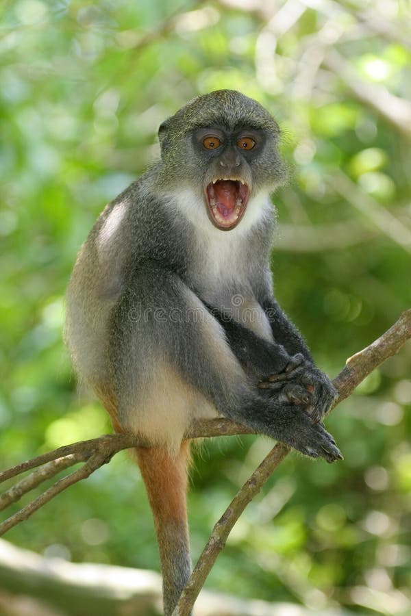 Mono viejo gruñón foto de archivo. Imagen de humano, enojado - 2526482
