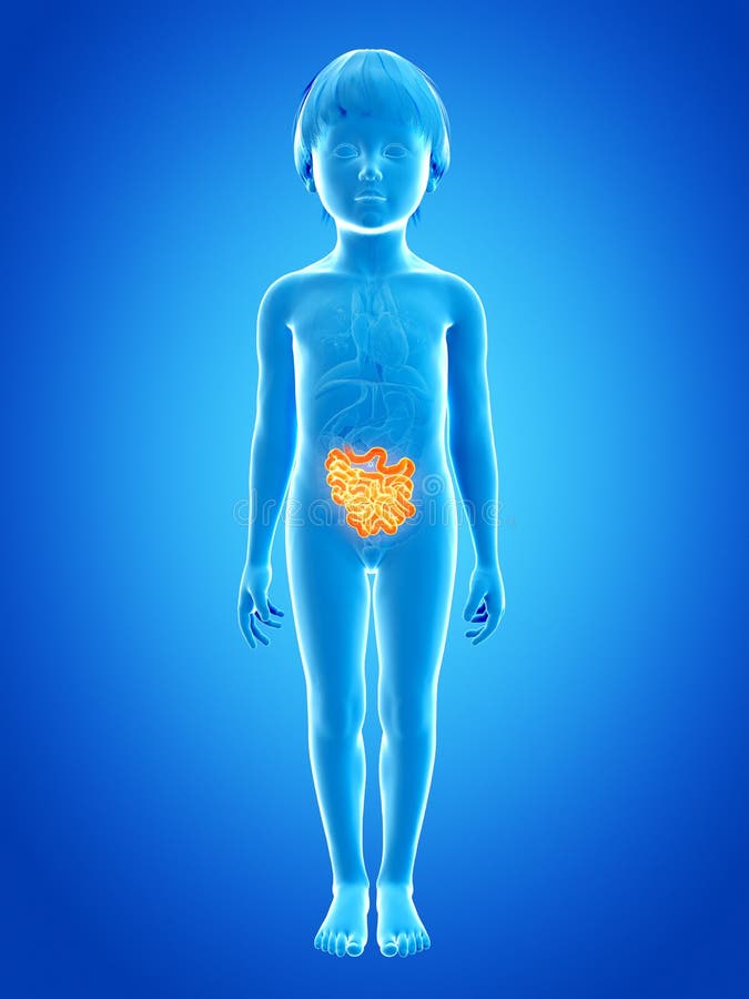 Niño Joven - Intestino Delgado Stock de ilustración - Ilustración de ...