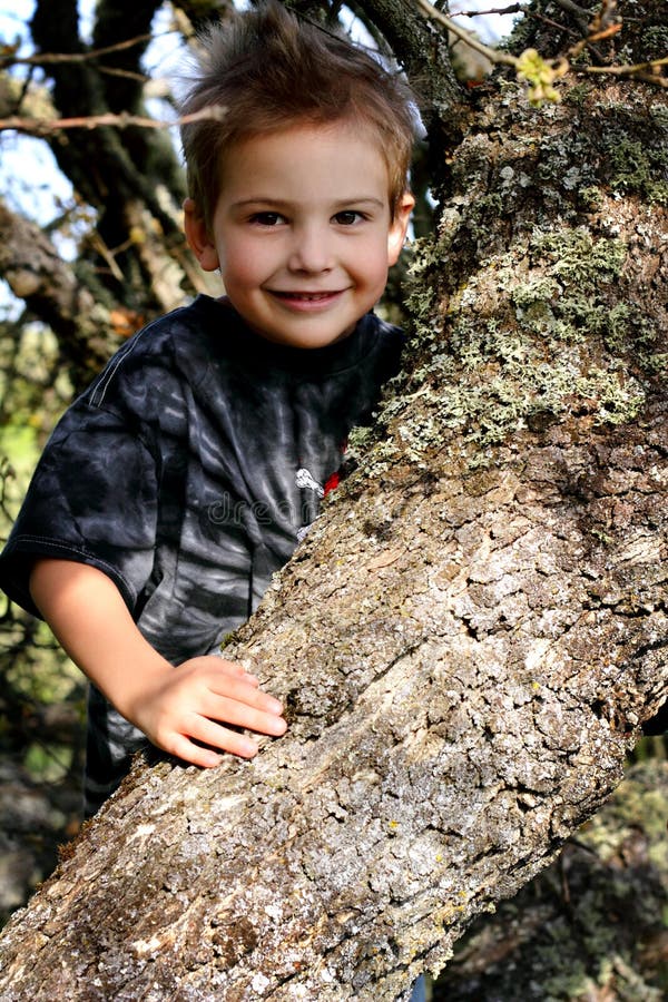 Robles viejos en parque foto de archivo. Imagen de grande - 2792898
