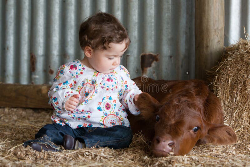 Niño Pequeño Que Alimenta Un Becerro Foto de archivo - Imagen de ...