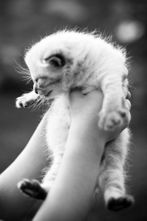 Niño y un gatito blanco. foto de archivo. Imagen de ocasional - 12028040