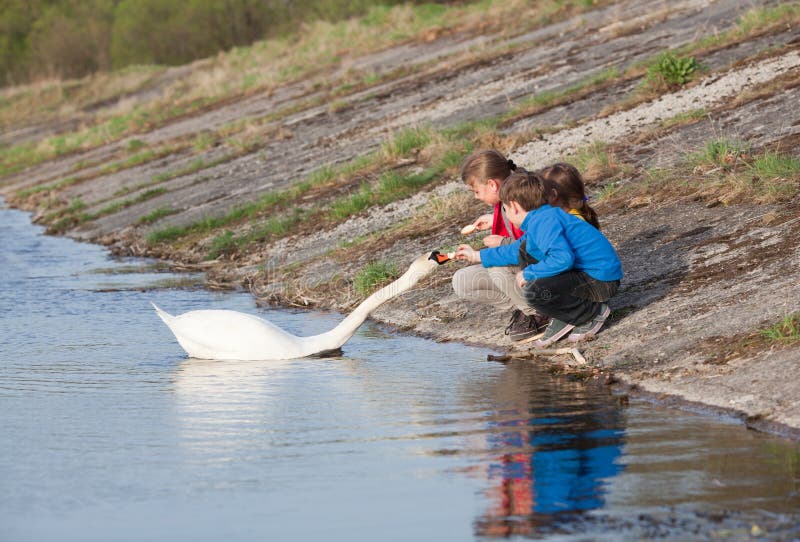Niños Que Alimentan El Cisne Imagen de archivo - Imagen de exterior ...