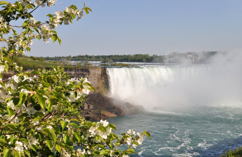 Tree at Niagara falls stock photo. Image of tower, water - 11654030
