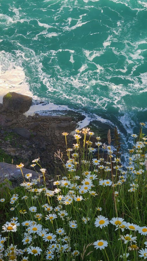 Niagara flowers falls stock image. Image of reflection - 190823325