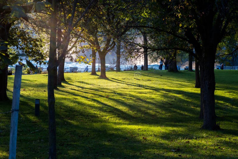 Trees at sunset editorial stock photo. Image of grass - 147943873