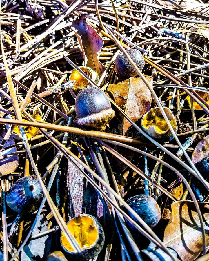 Nibble stock image. Image of colors, fall, litter, nibble - 103145315