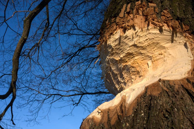 Nibbled tree stock image. Image of nature, natural, ecology - 67704295