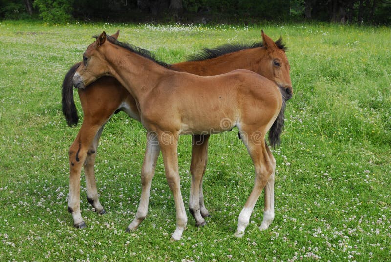 Nibbles stock image. Image of animal, playing, playful - 24373763