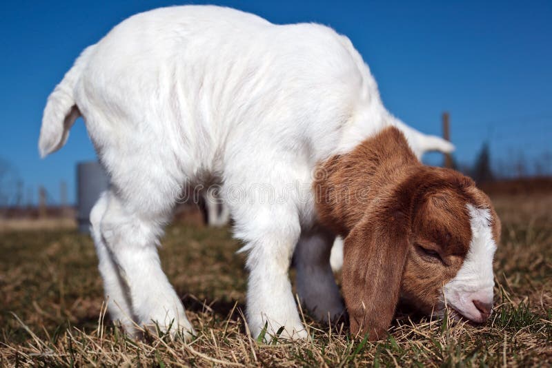 Goat nibbling grass stock image. Image of head, green - 21121315