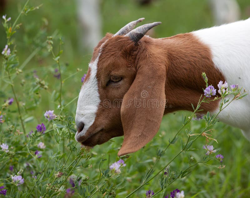 Goat Nibbling Bark from Tree Trunks Stock Image - Image of country ...