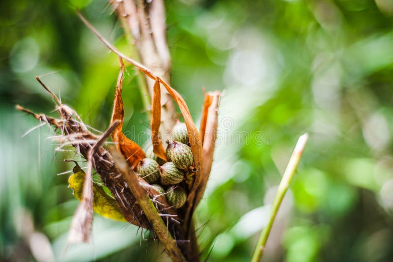 Nibong Tree Fruit stock image. Image of plants, jungle - 30998355