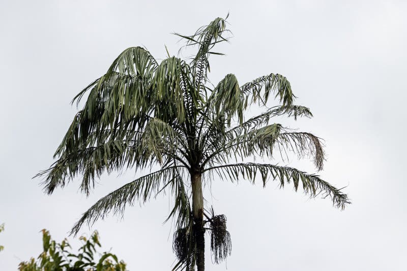 Nibung Palm Tree, Oncosperma Tigillarium Stock Image - Image of ... Nibung Palm Tree, Oncosperma Tigillarium Stock Image - Image of ...