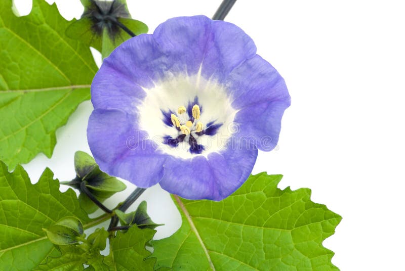 Nicandra blue flower stock image. Image of freshness - 18494943