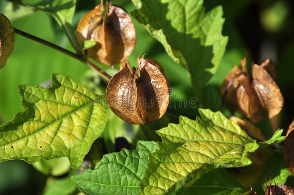 Nicandra Physalodes Brown Seed Capsules Stock Image - Image of ...