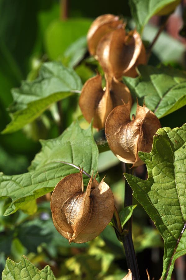 Nicandra Physalodes Or Apple Of Peru Mature Lantern Like Light Brown Fruit Growing In Local