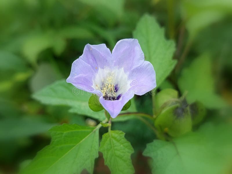 Nicandra Physalodes or Apple-of-Peru Two Mature Lantern Like Light To ...