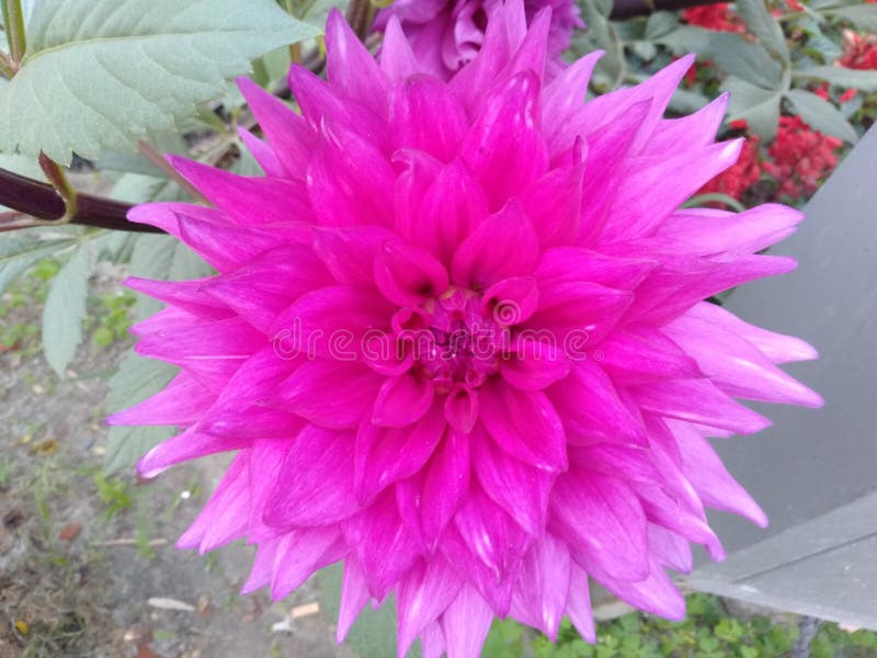 Nice Amazing Natural Daliya Flower Stock Image - Image of natural ...