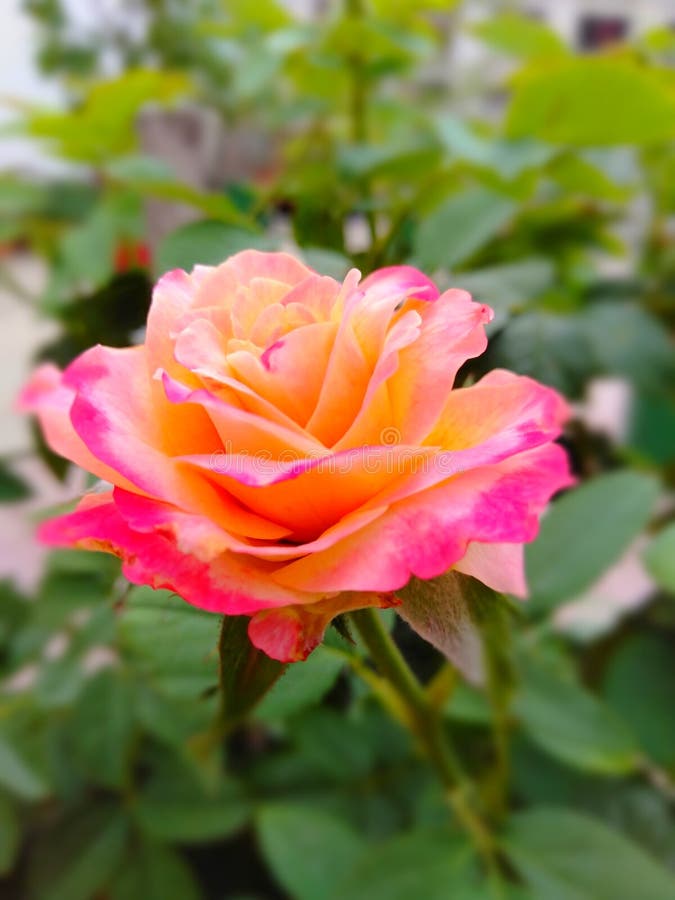 Nice Amazing Natural Rose Flower Stock Photo - Image of amazing ...