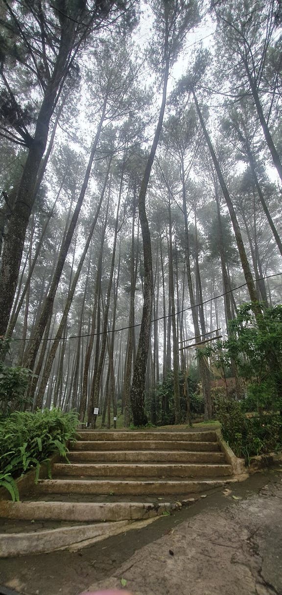 Nice Ambience at Hutan Pinus Stock Photo - Image of ambience, nice ...