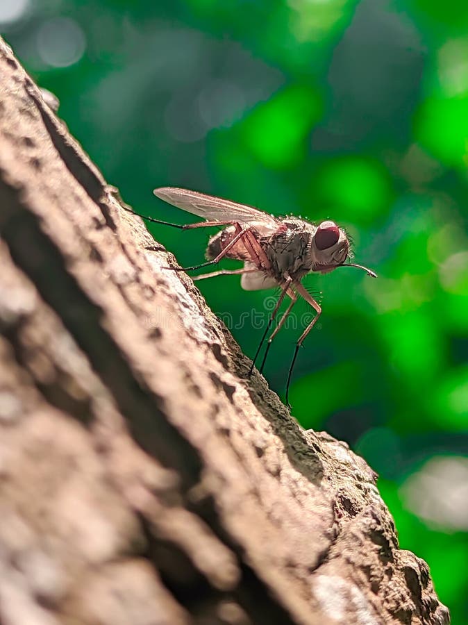 Rubber Fly and the Trunk.a Nice Click Stock Image - Image of nice, wing ...
