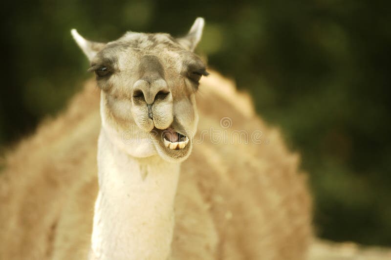 Nice animal stock image. Image of east, golden, brown - 16338875