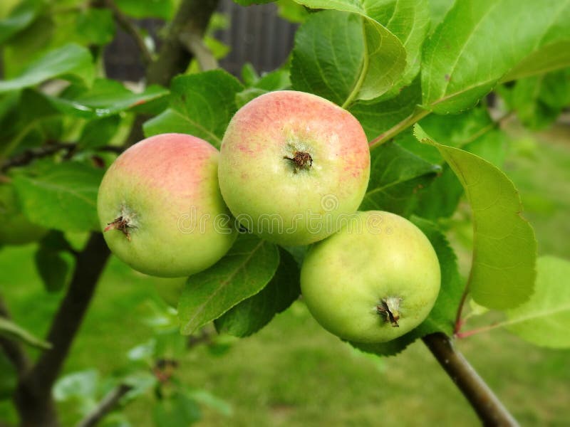 Beautiful Apples on Apple Tree Branch, Lithuania Stock Photo - Image of ...