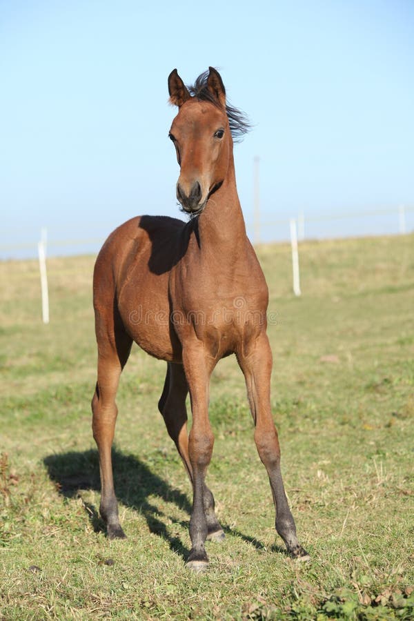 Nice Arabian Foal Standing on Pasturage Stock Photo - Image of resting ...