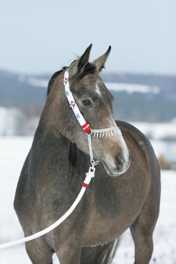 Nice Arabian Horse with Beautiful Show Halter Stock Photo - Image of ...