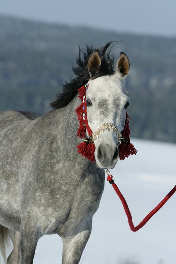 Nice Arabian Horse with Beautiful Show Halter Stock Image - Image of ...