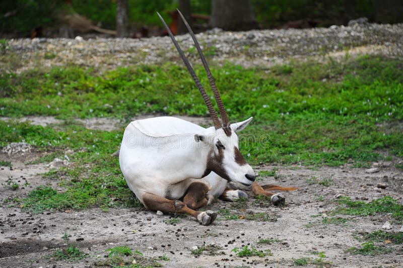 Arabian Oryx White Background Photos - Free & Royalty-Free Stock Photos ...